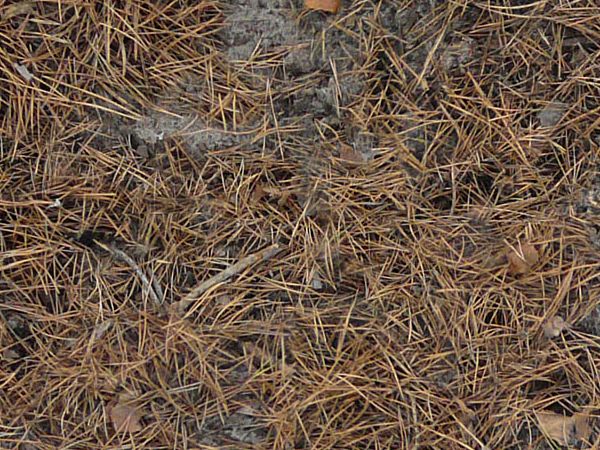 leaves on the ground texture 0025 - Texturelib